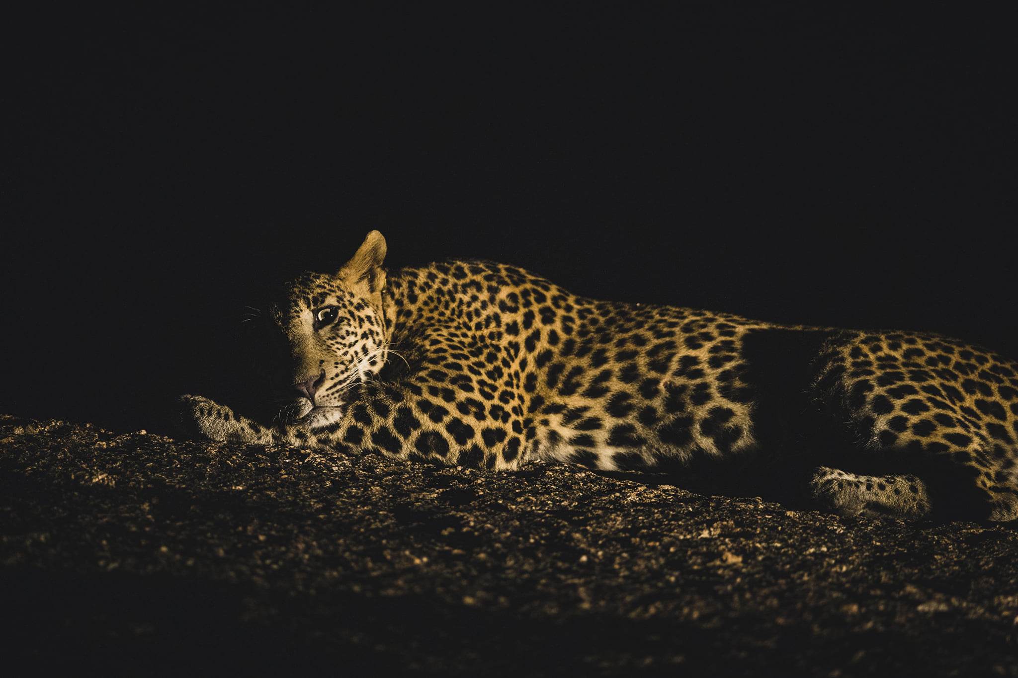 Home - Women In Wildlife Photography