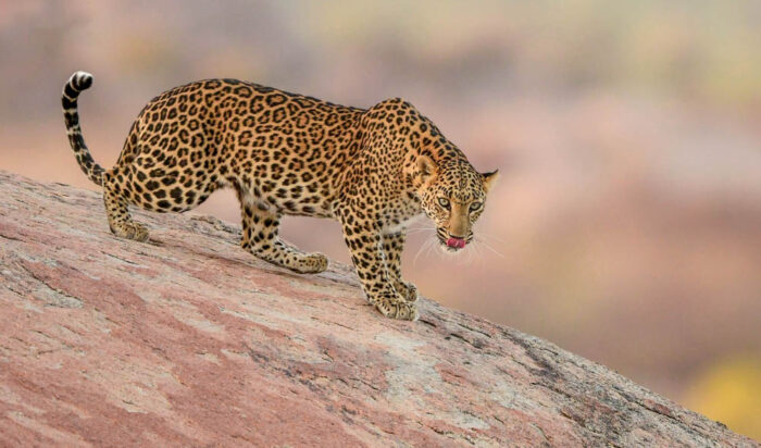 Home - Women In Wildlife Photography